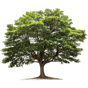 Robert Ream Obituary (1942 - 2025) - Mapleton, Utah